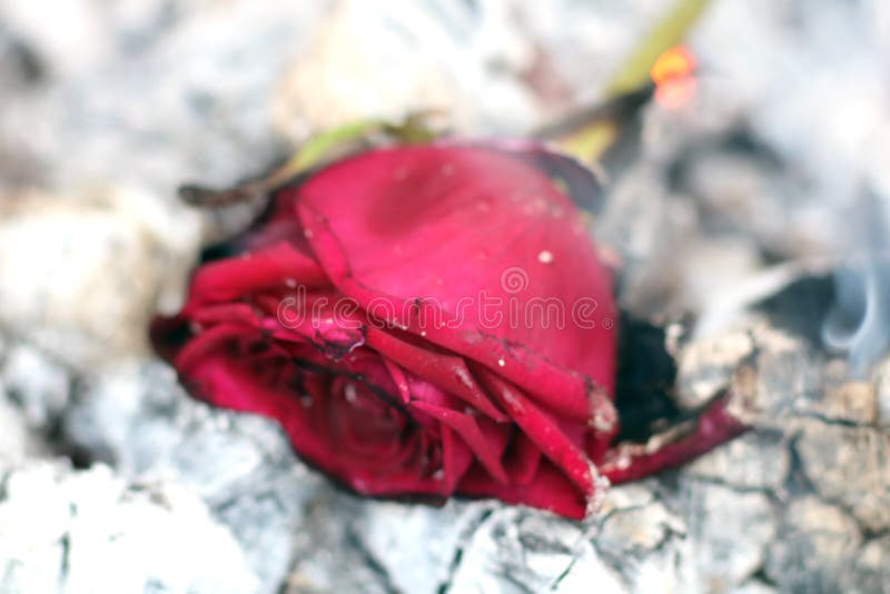 Withered thrown red rose. stock image. Image of gift - 134713313