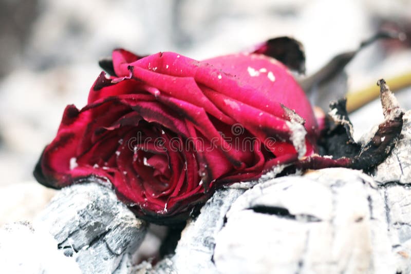 Withered thrown red rose. stock photo. Image of blossom - 134713346