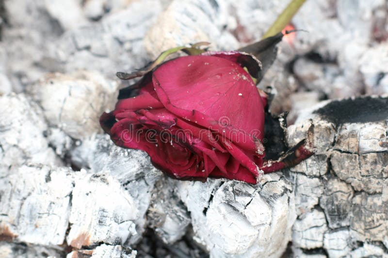 Withered thrown red rose. stock image. Image of gift - 134713313