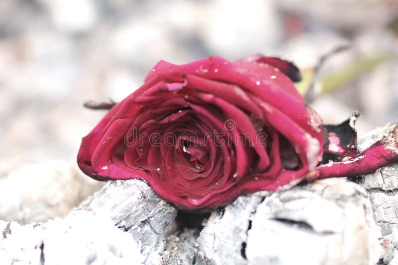 Withered thrown red rose. stock image. Image of decorating - 134713347