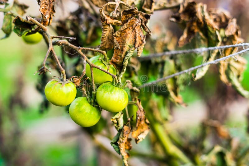 Withered Tomato Bush with Hanging Tomatoes Stock Image - Image of food ...