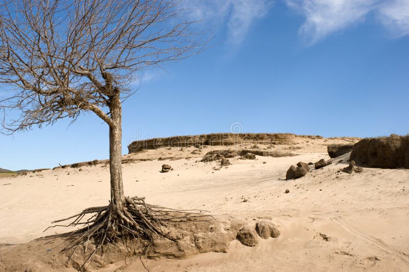 Withered Tree stock photo. Image of nature, autumn, single - 12312344