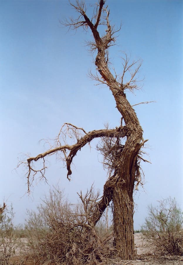 Withered tree stock photo. Image of lonely, sere, solitude - 13342612