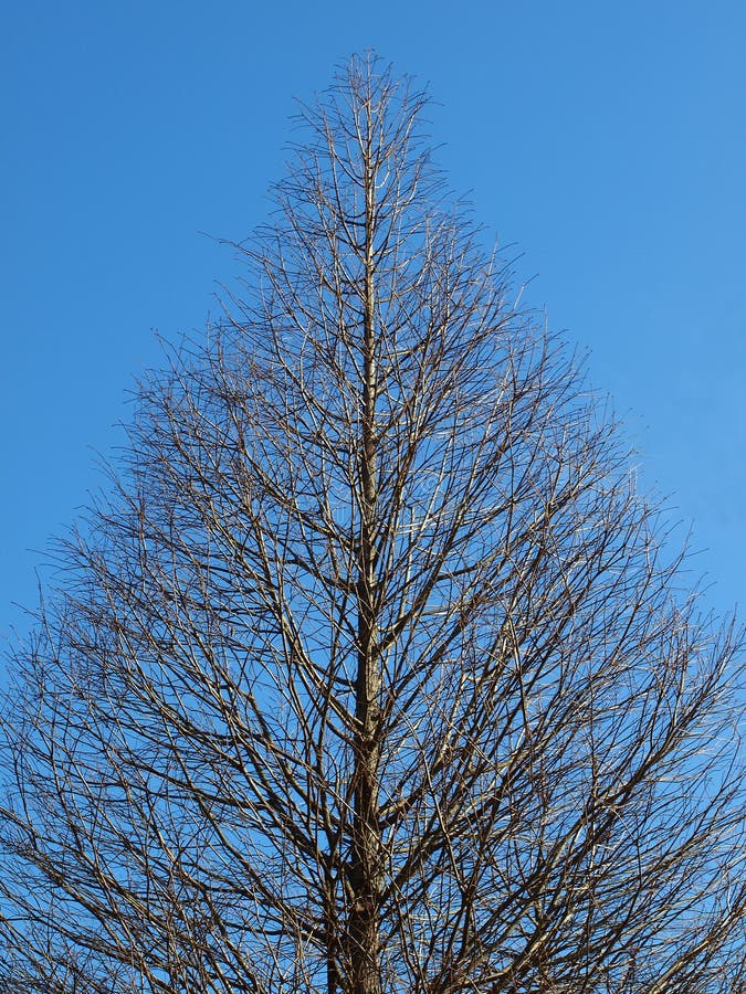Withered tree stock photo. Image of deciduous, bald, contour - 18265262