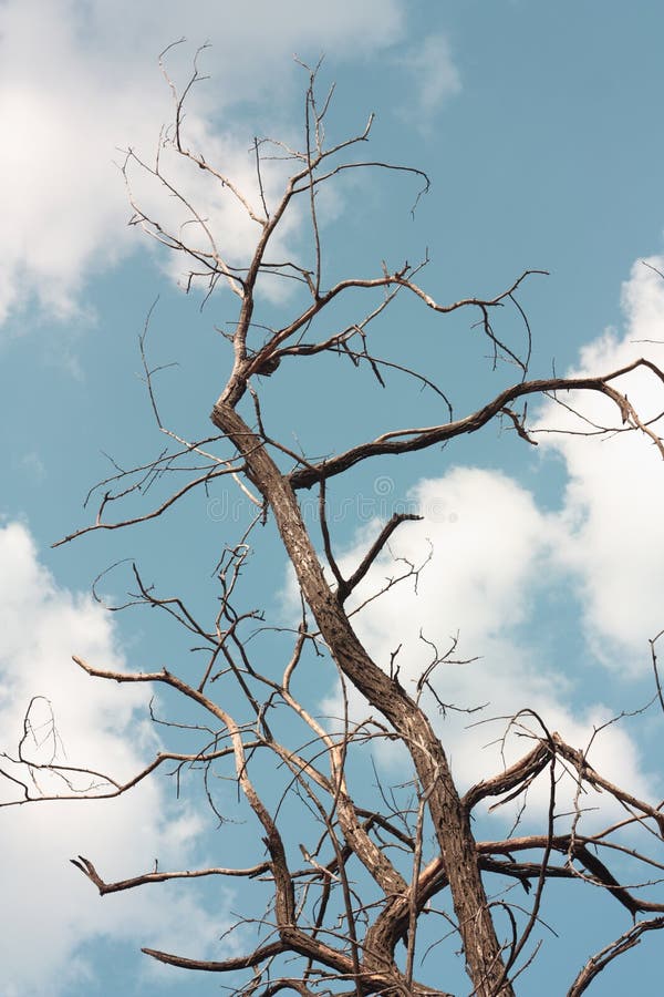 Ill Withered Tree With Dry Bark Is Marked By Red Stripe To Be Cutted ...