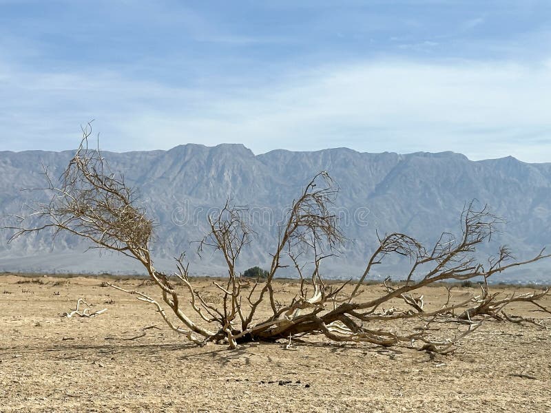 Two Withered Tree Trunks. Global Deforestation Rates Stock Image ...
