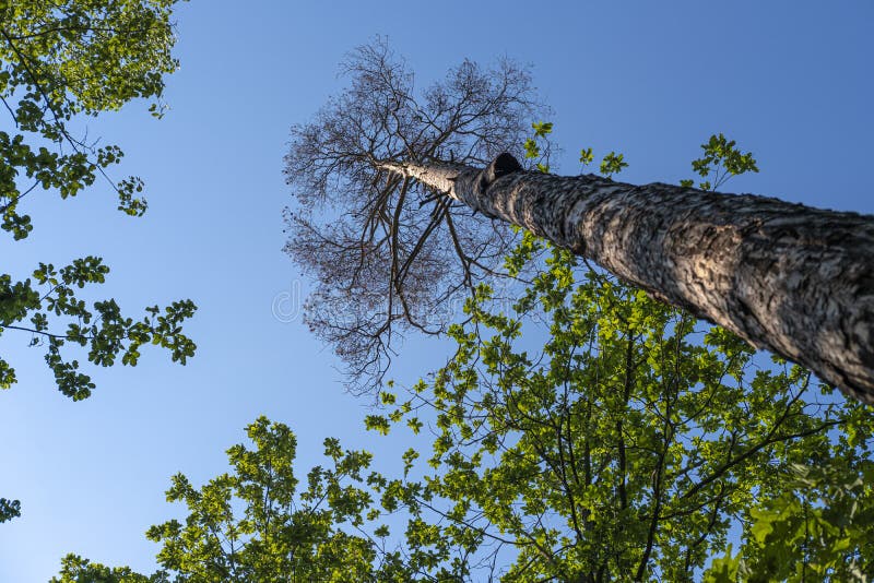 Two Withered Tree Trunks. Global Deforestation Rates Stock Image ...