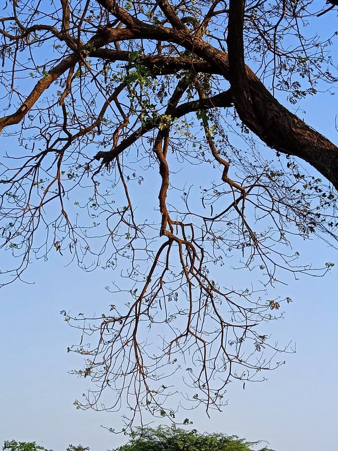 Withered Tree in a Autumn Season Stock Image - Image of banyan, autumn ...