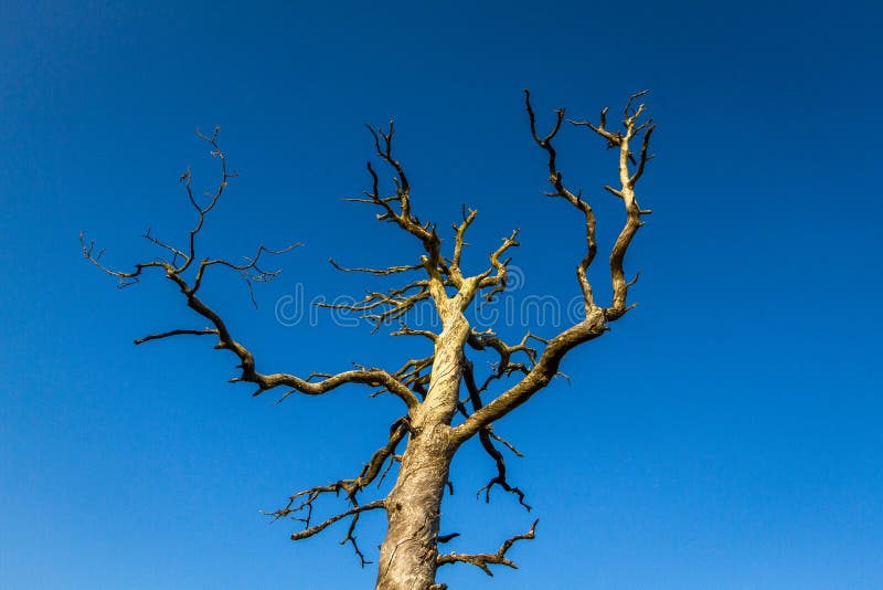 Withered Tree on a Background of Blue Sky Stock Image - Image of birds ...