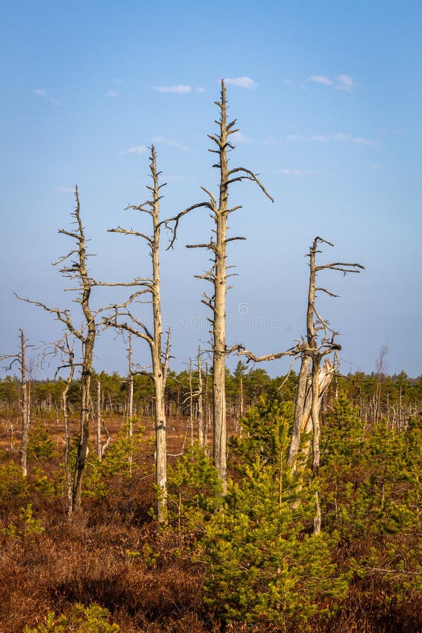 Withered Tree on a Background of Blue Sky Stock Photo - Image of ...