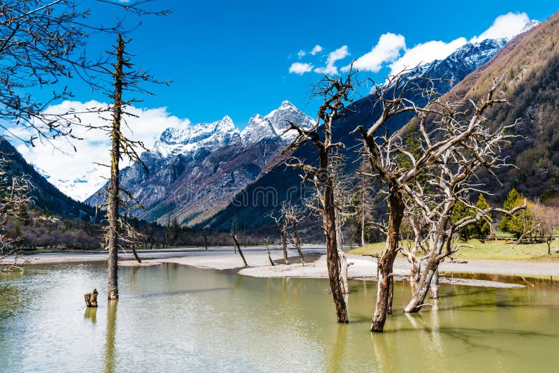 Two Withered Tree Trunks. Global Deforestation Rates Stock Image ...