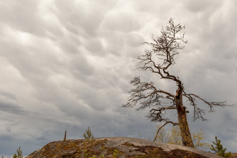 Withered tree on the cliff stock image. Image of natural - 83228771