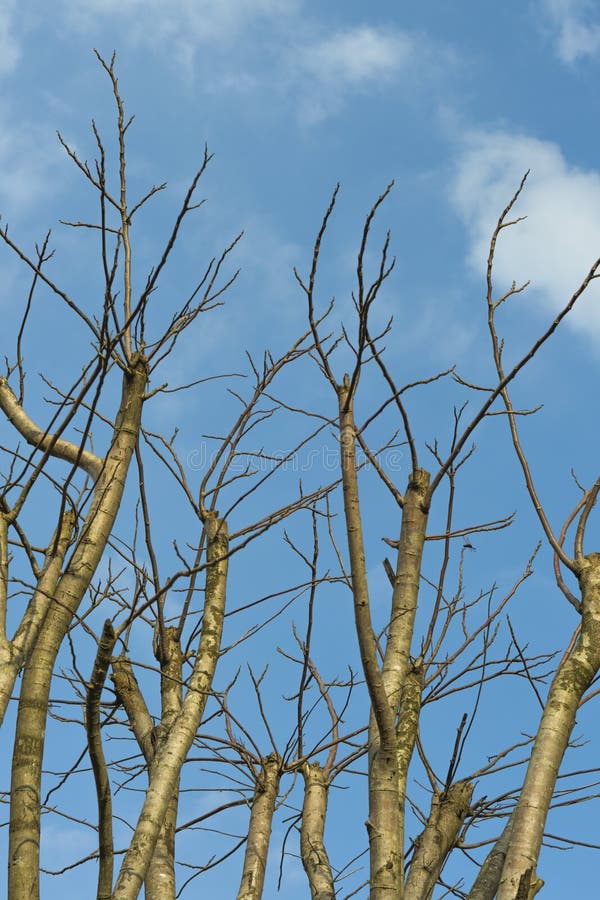 Withered tree stock image. Image of dead, stem, death - 34754171