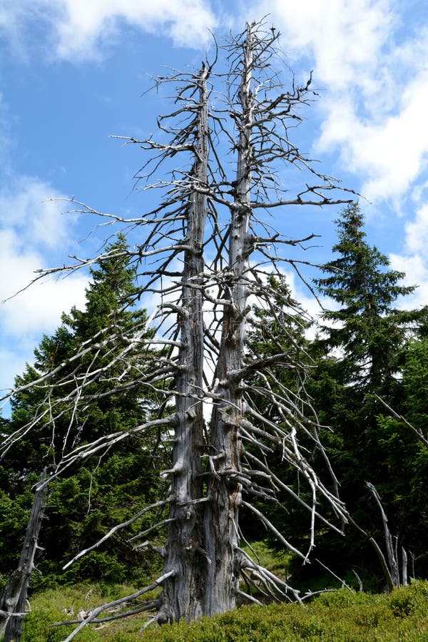 Withered tree stock photo. Image of forest, dead, withered - 57206994