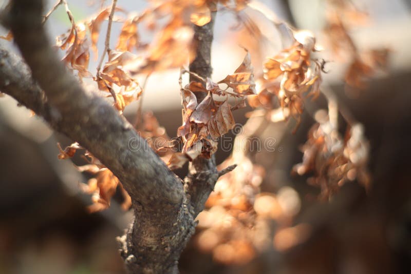 Withered Tree Fading with Time Stock Photo - Image of isolated, home ...