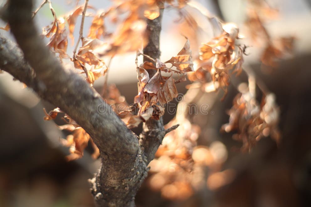 Withered Tree Fading with Time Stock Photo - Image of isolated, home ...