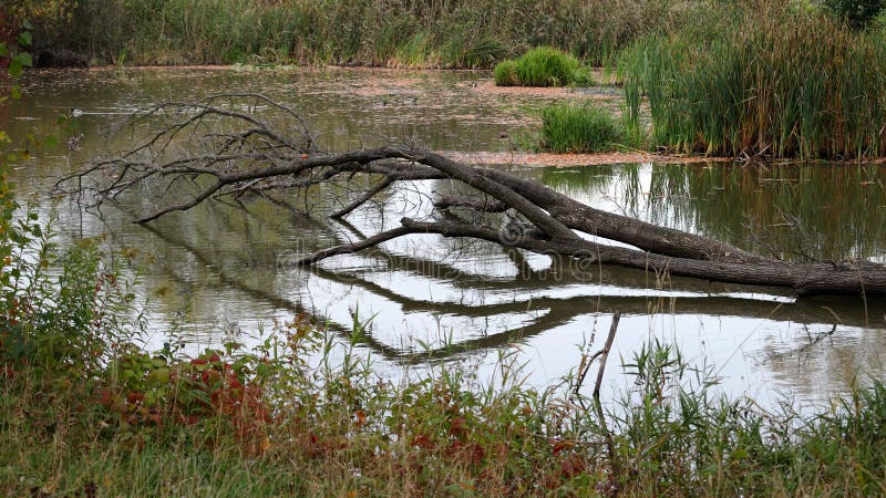 A Withered Tree Fell into the Water. Overgrown Banks of the River Stock ...