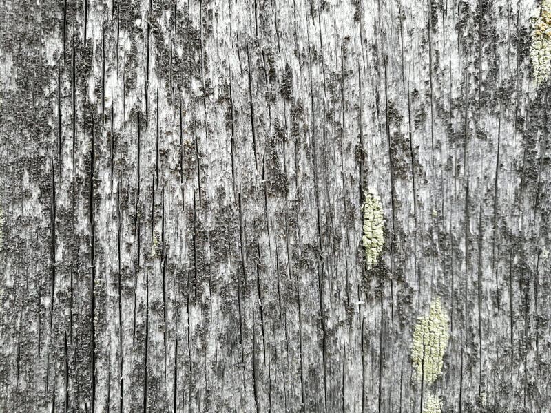 High Resolution Old Natural Wood Textures Stock Photo - Image of tree ...
