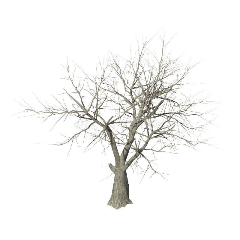 Withered tree stock illustration. Illustration of abstract - 63813253