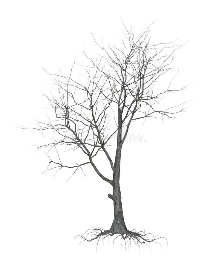 A Withered Tree without Foliage. on White Background Stock Illustration ...