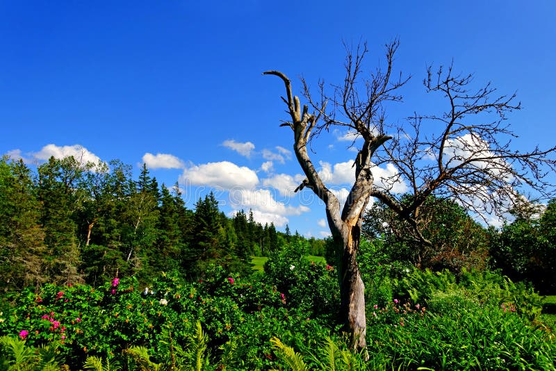 Withered Tree in the Garden Stock Photo - Image of jardins, design ...