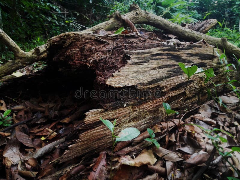 A Withered tree stock photo. Image of light, thailand - 96241378