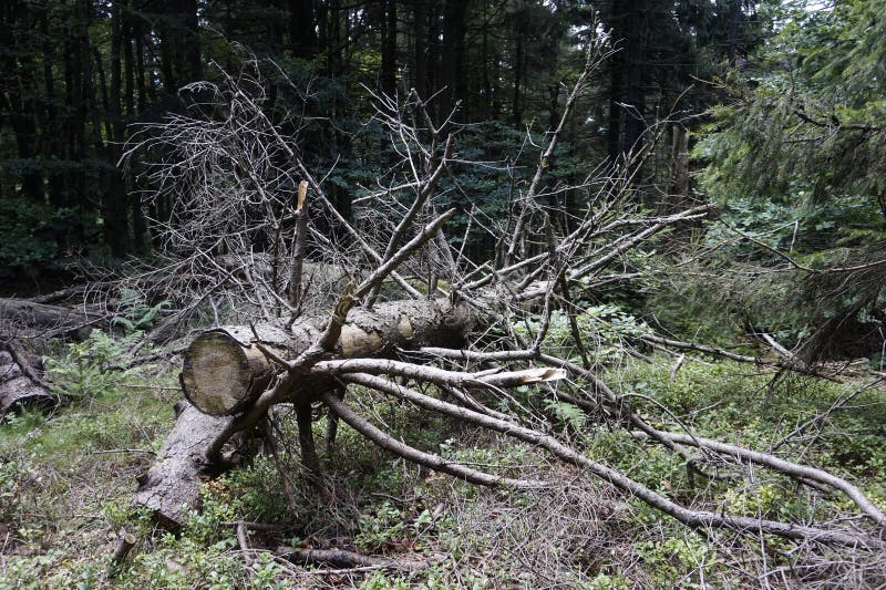 Withered Tree Laying on a Ground Stock Image - Image of tree, summer ...