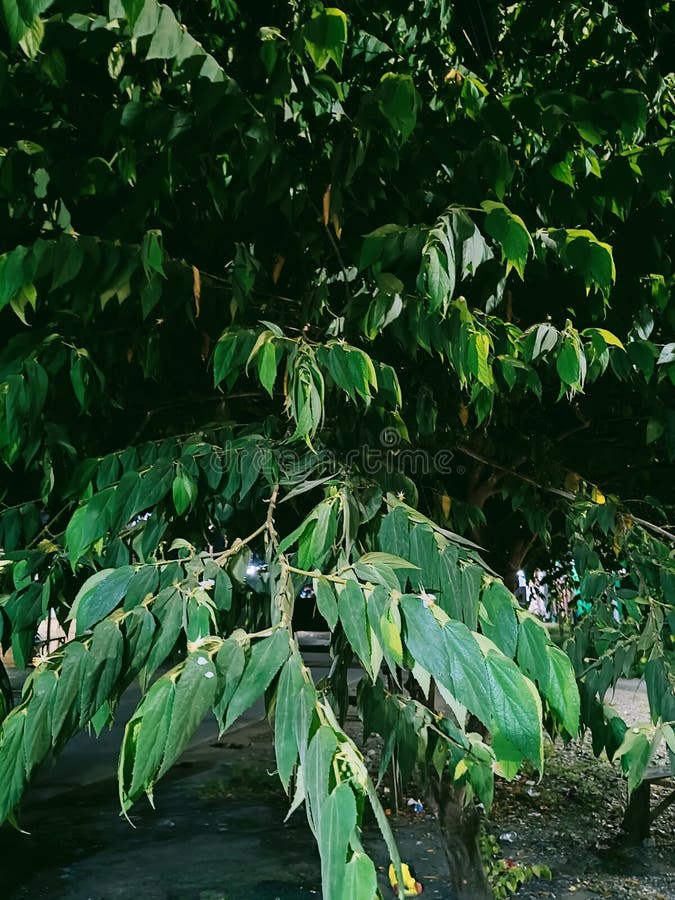 Withered Tree Leaves at Night Stock Image - Image of night, withered ...