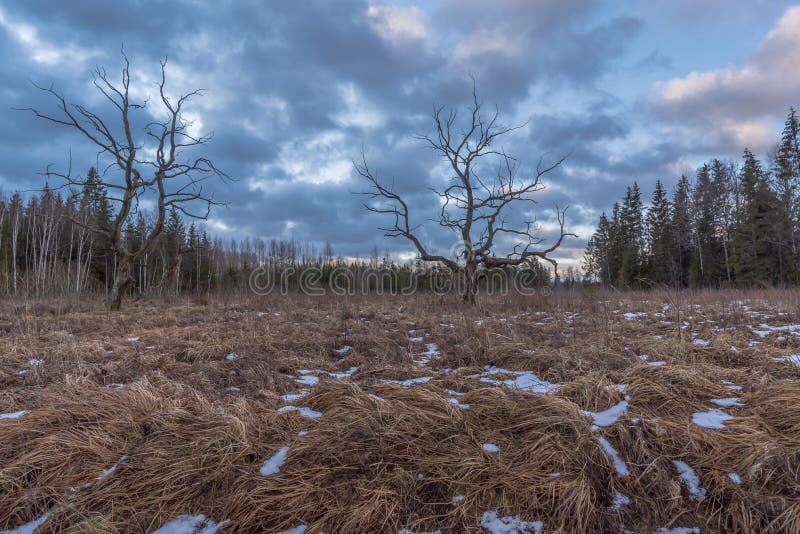 Withered Tree in an Untreated Meadow Field Stock Image - Image of ...
