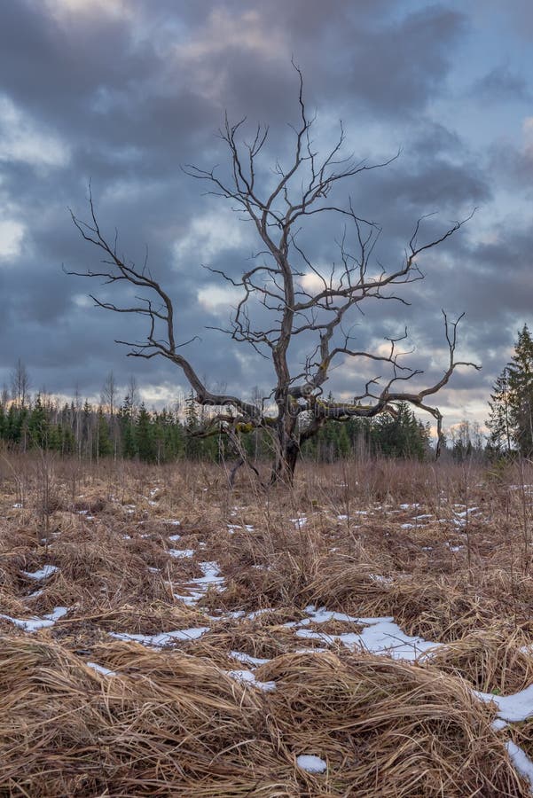 Withered Tree in an Untreated Meadow Field Stock Photo - Image of earth ...