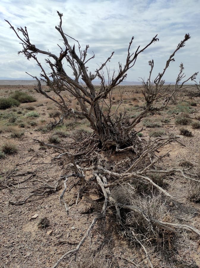 Withered Tree in the Middle of the Desert Against Stock Image - Image ...