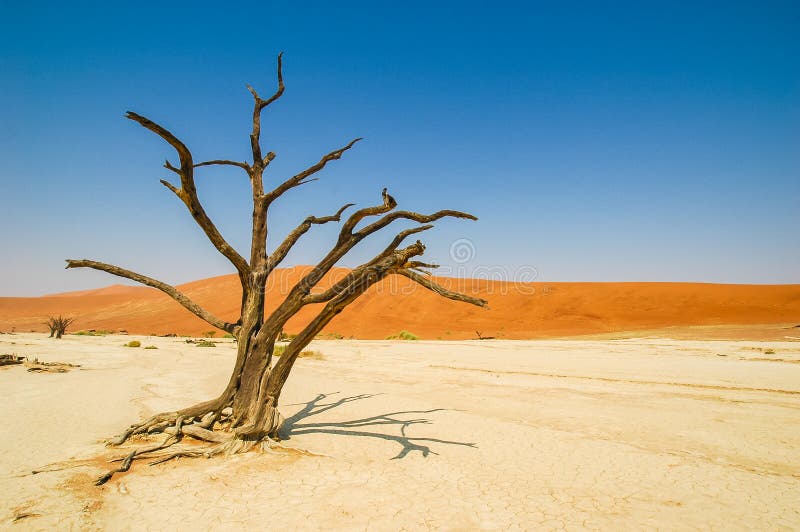 Withered Tree in the Namib Desert Stock Image - Image of clear, nature ...