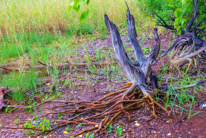 Withered Tree after Pollution from Industrial Work Stock Photo - Image ...