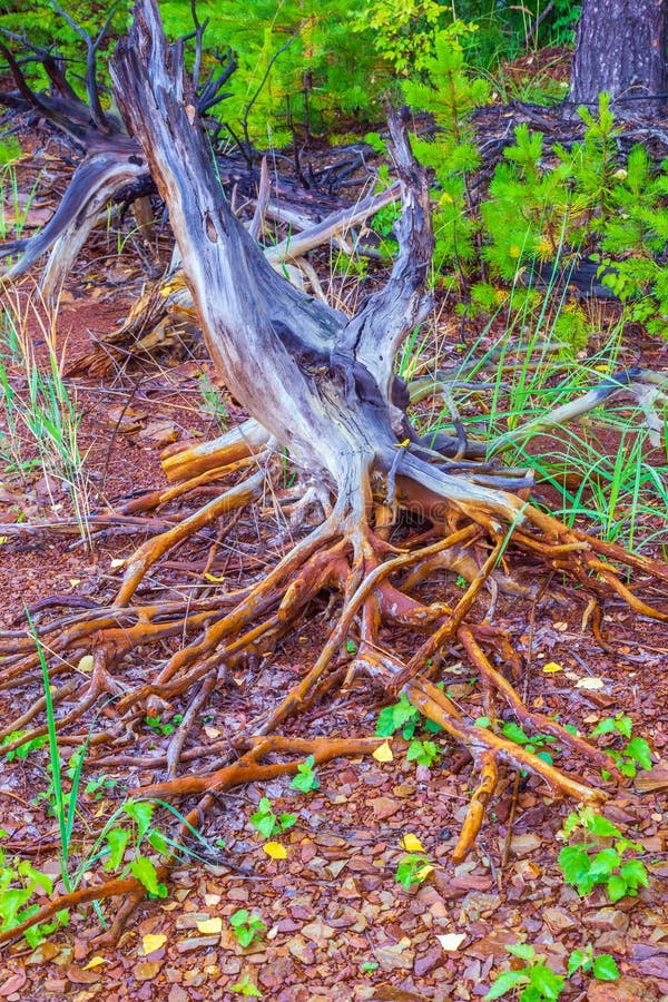 Withered Tree after Pollution from Industrial Work Stock Image - Image ...