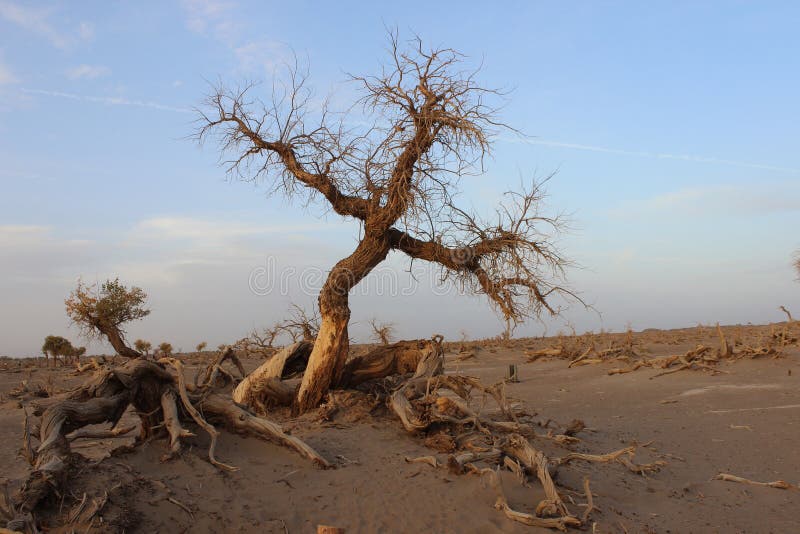 Withered Populus Diversifolia Stock Image - Image of sere, death: 36333209
