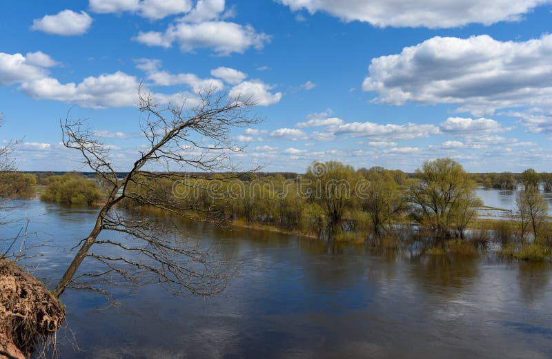 Withered Tree on a Ravine Near the River Stock Photo - Image of ravine ...