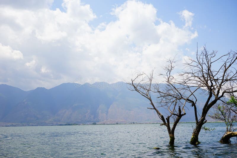 Two Withered Tree Trunks. Global Deforestation Rates Stock Image ...