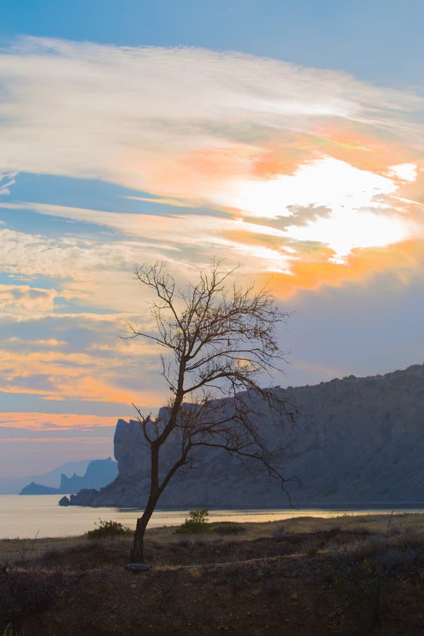 Withered Tree on the Seashore Opposite a Rocky Promontory Stock Photo ...