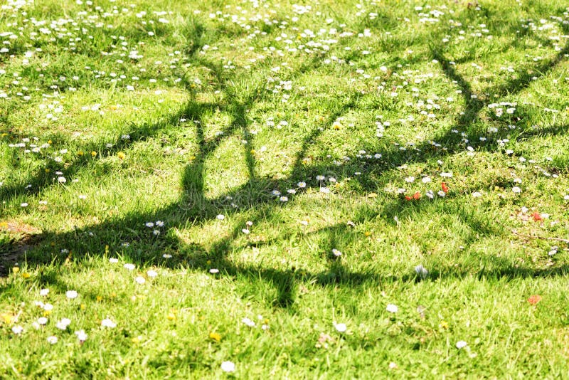 Withered Tree Shadow Over a Green Meadow Stock Photo - Image of summer ...