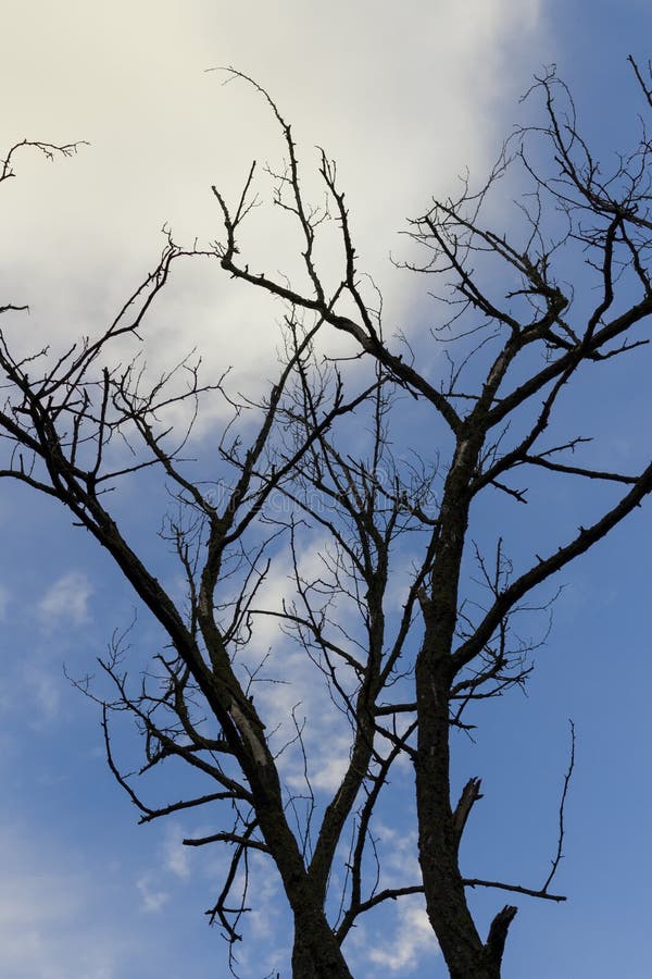 Withered tree stock image. Image of acacia, frightening - 75577633