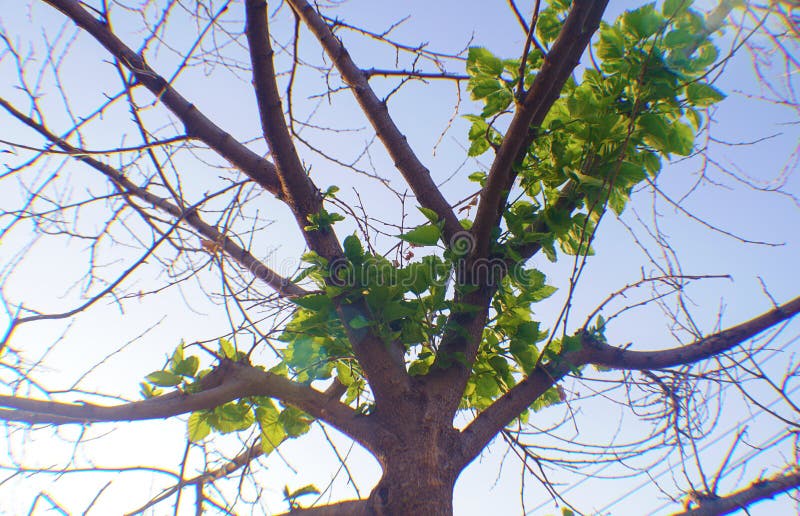 The Withered Tree is Sprouting Again Stock Image - Image of green, dust ...