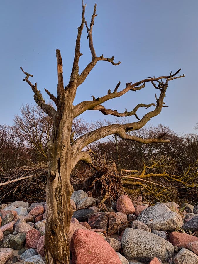 Landscape Photography Of Withered Tree Picture. Image: 109921370