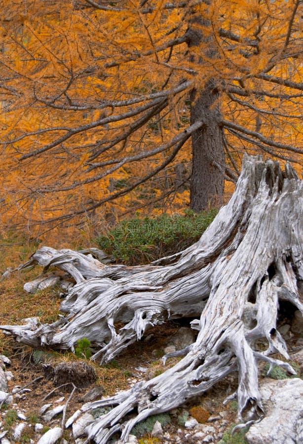 Withered tree stump stock photo. Image of dead, pine, mountain - 2442488