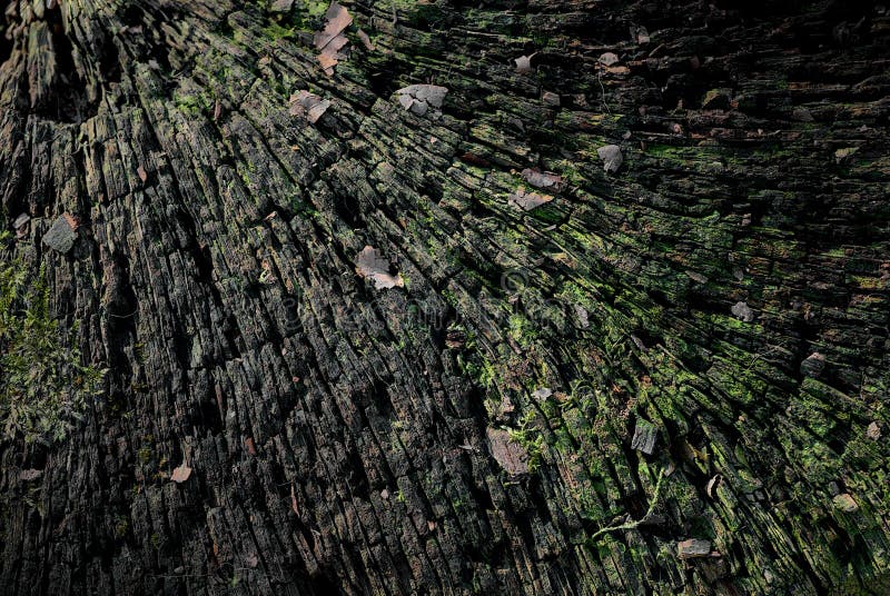 Withered Tree Stump, Duennwald Forest, Cologne, Germany Stock Photo ...