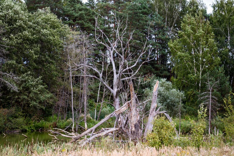 Withered Tree in a Swampy Forest Area Stock Image - Image of landscape ...