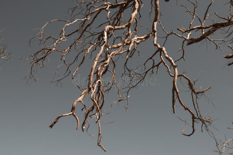Withered Tree stock image. Image of synthesis, inside - 52073207