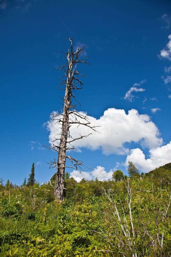 Withered Tree Under Blue Sky Stock Image - Image of landscape, people ...