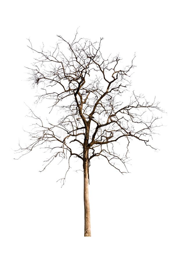 Two Withered Tree Trunks. Global Deforestation Rates Stock Image ...