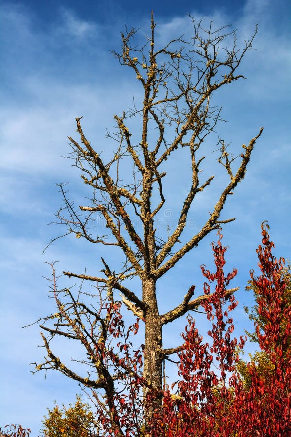 Withered tree stock photo. Image of winter, flower, sunlight - 345767290