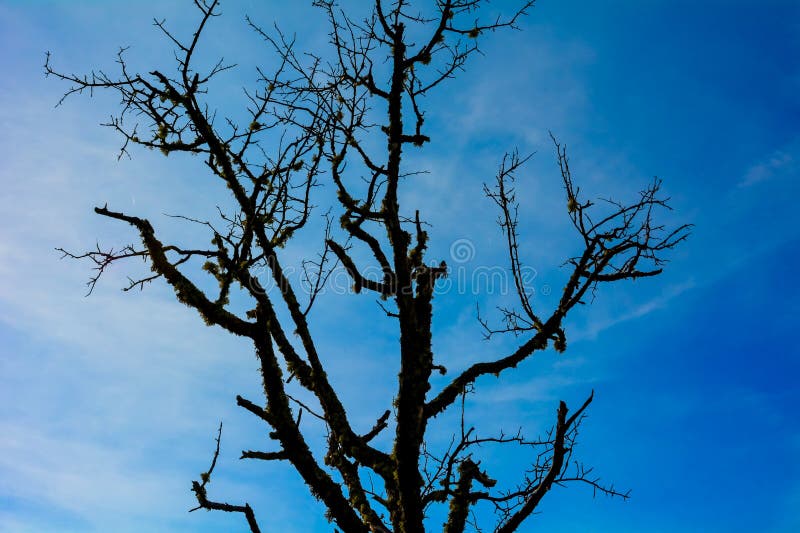 Withered tree stock image. Image of blue, cloud, nature - 345767601